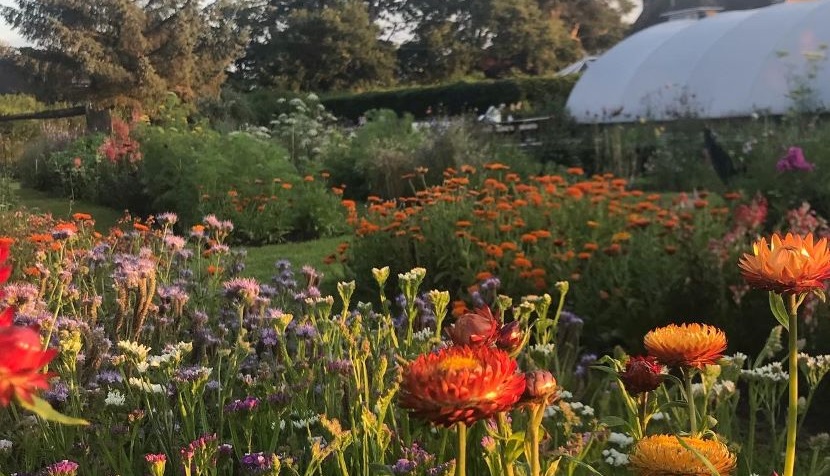 Fairytale flower fields to visit in Hampshire - Visit Hampshire