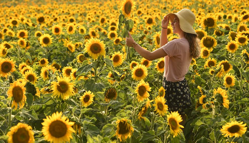 Hampshire highlights: five summery sunflower fields - Visit Hampshire