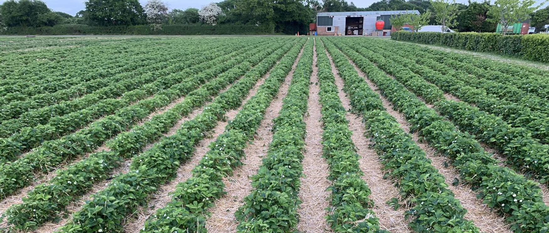 Top places for strawberry picking in Hampshire - Visit Hampshire