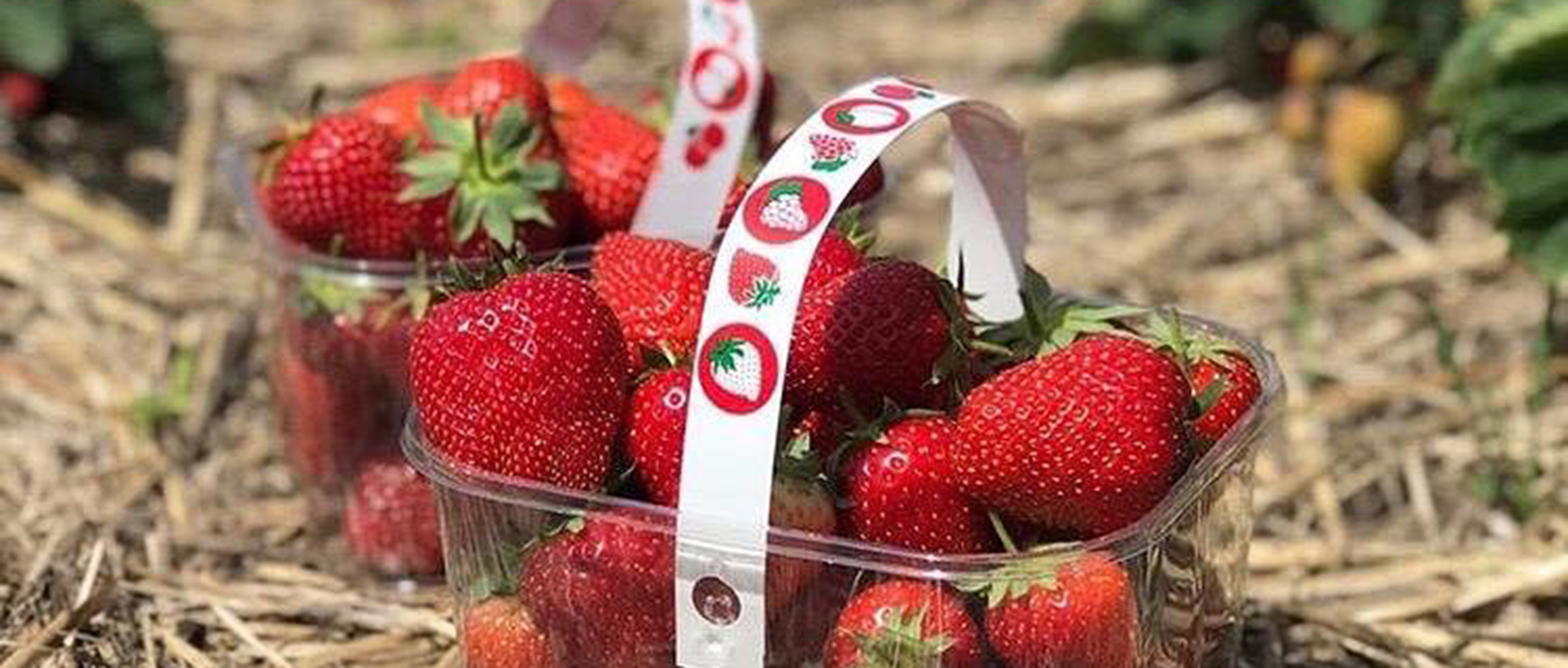 Top places for strawberry picking in Hampshire - Visit Hampshire