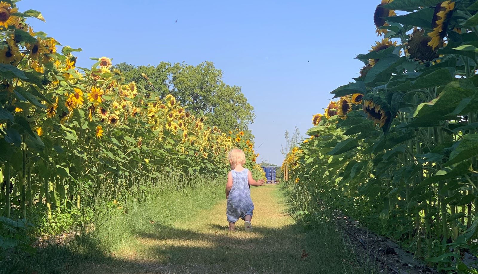 Top sunflower patches to visit in Hampshire - Visit Hampshire