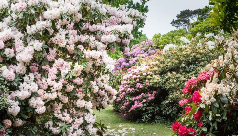 Hampshire highlights: five spring flower walks - Visit Hampshire