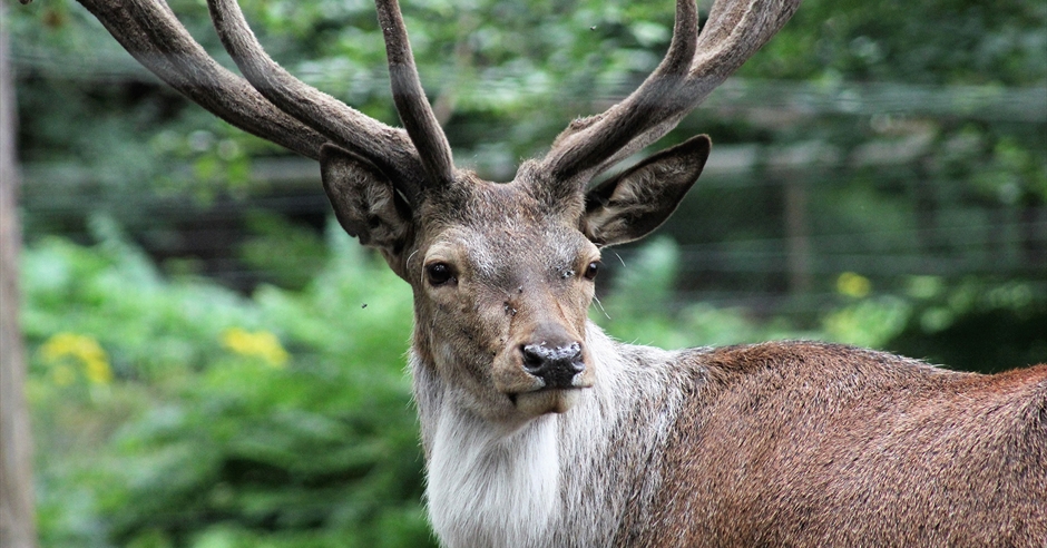 The New Forest Wildlife Park - Visit Hampshire