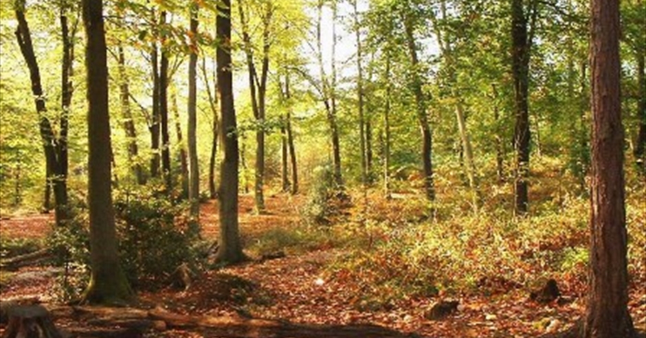Alice Holt Forest - Visit Hampshire