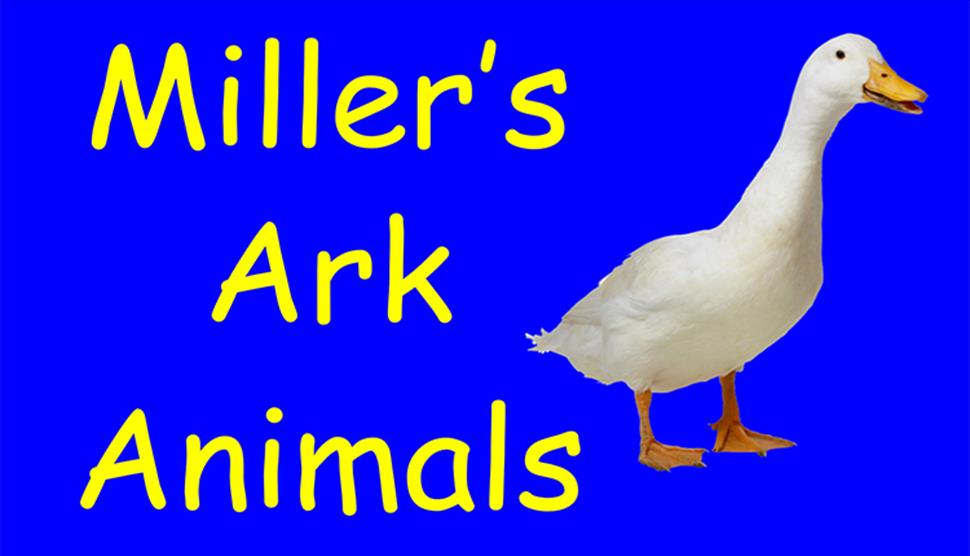 Miller's Ark Animals - Visit Hampshire
