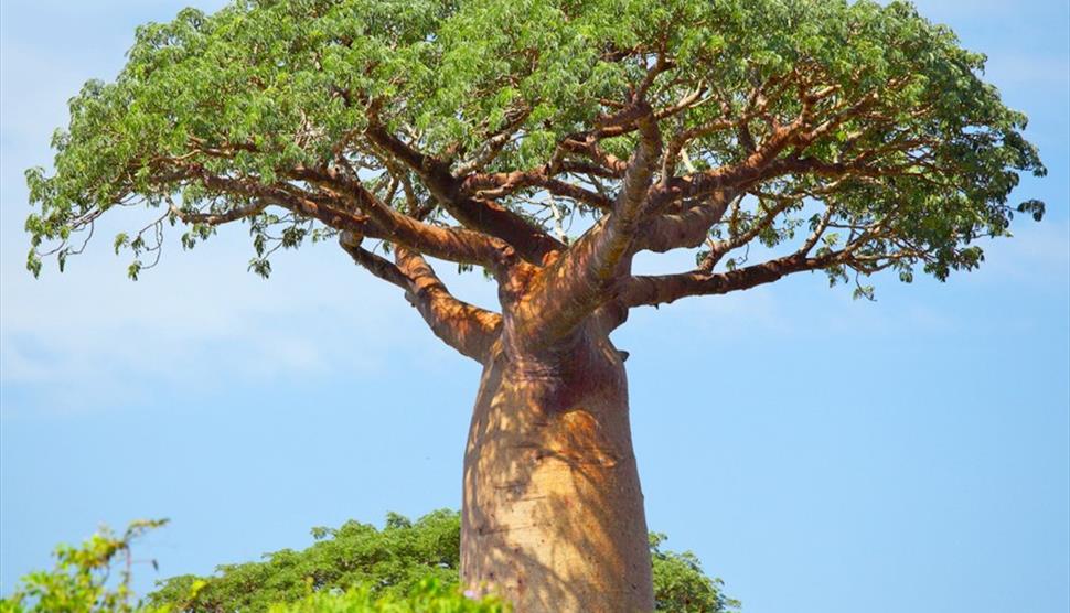 The Awongalema Tree Play in a Day at The Lights Theatre - Visit Hampshire
