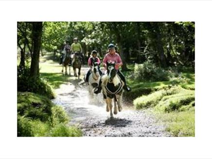 Horse Riding in Hampshire - Visit-Hampshire.co.uk