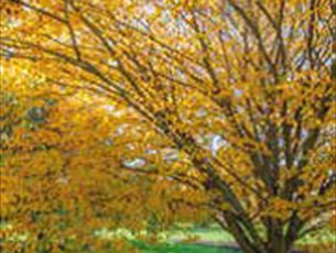 Sir Harold Hillier Gardens - Visit Hampshire